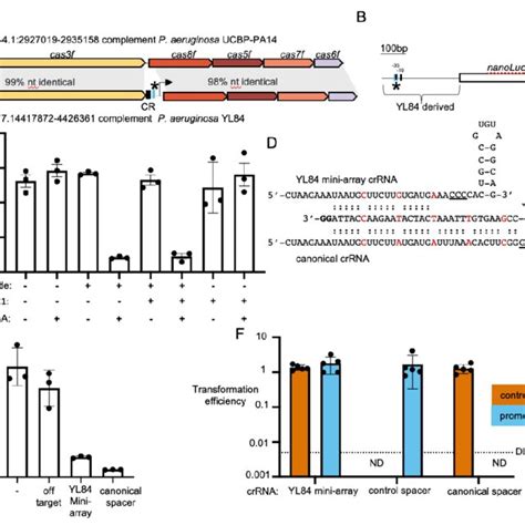 Diverse CRISPR Repeat Containing RNA Molecules In CRISPR Cas Download Scientific Diagram