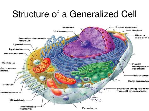 Structure Of Cell Diagram Human Anatomy And Physiology Cel