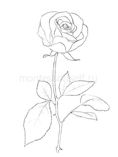 Як намалювати троянду олівцем поетапно для початківців