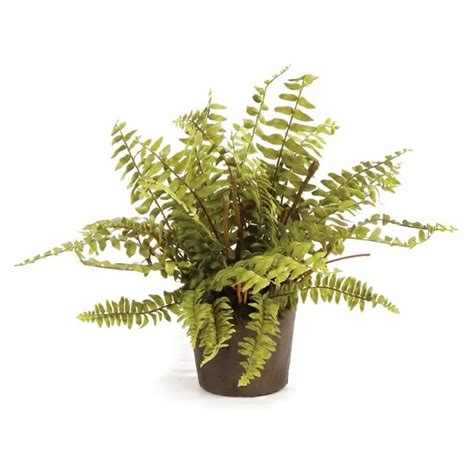 Boston Fern Drop In Found Arcadia