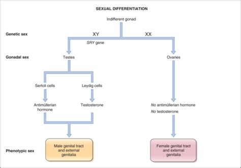 Reproductive Physiology Part 1 Flashcards Quizlet