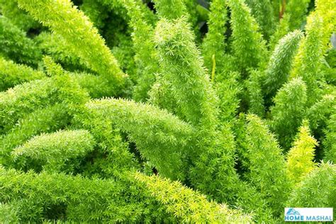 17 Best Miniature Plants For Fairy Gardens