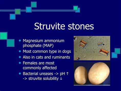 Ppt Urolithiasis Powerpoint Presentation Free Download Id9686641
