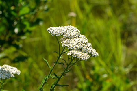 하얀 꽃을 가진 야로우는 햇볕이 잘 드는 정원에서 자라며 배경이 흐려집니다 선택적 초점 0명에 대한 스톡 사진 및 기타 이미지 0명 개화 건강관리와 의술 Istock