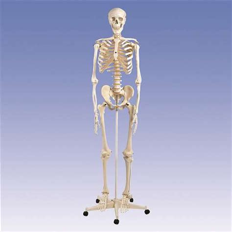 Human Skeleton School Science Equipment Uk