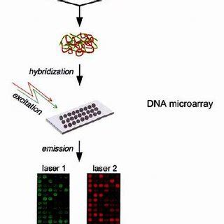 Overview Of Microarray Analysis Download Scientific Diagram