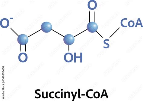 Succinyl Coa Is An Important Intermediate In The Citric Acid Cycle Where It Is Synthesized From