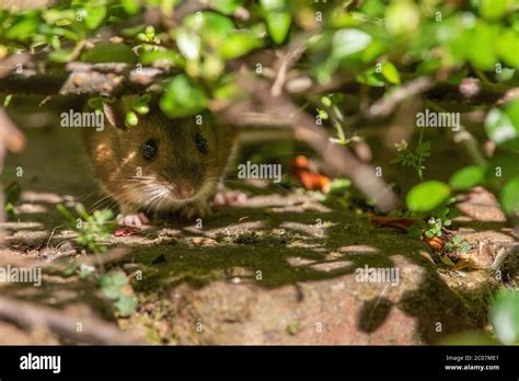 Mouse In Hiding Stock Photo Alamy