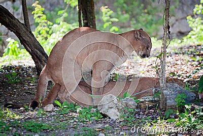 Pumas At Sex Royalty Free Stock Photos Image