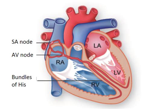 Sinoatrial Node And Atrioventricular Node Flashcards Quizlet