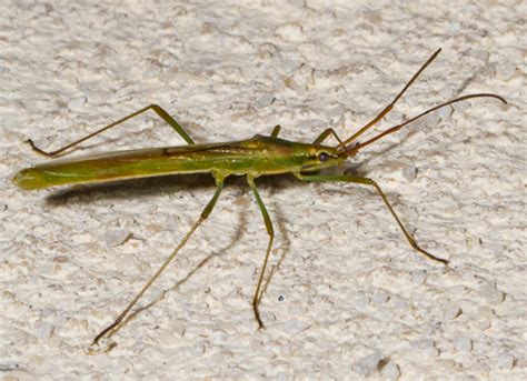 Green Bug Stenocoris Bugguide Net