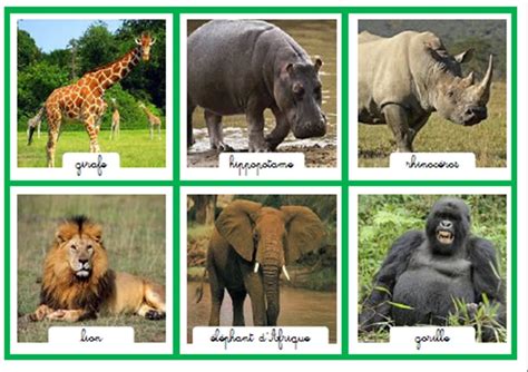Animaux Du Monde Atelier Montessori African Wildlife Educational