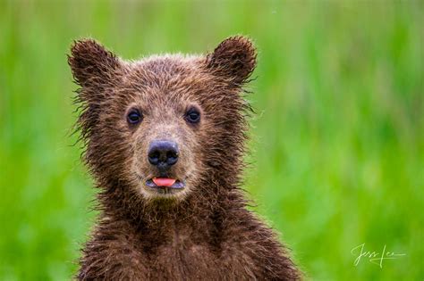 Grizzly Bear Cub Cute Photo Alaska Usa Fine Art Photos By Jess Lee