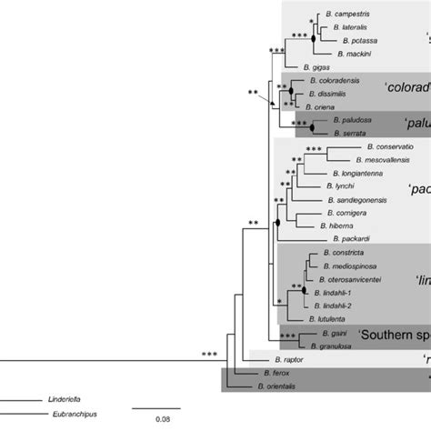 Bayesian Inference Phylogeny Based On S S S And Download Scientific Diagram
