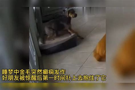 有你足矣睡梦中金毛突发癫痫好朋友被惊醒后立马冲过去抱住安慰金毛好朋友突发