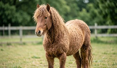 Shetland Pony Small But Mighty Companion Traits Temperament Care
