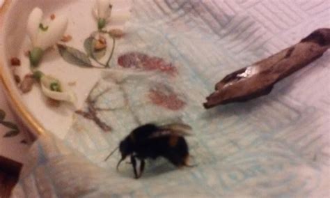 Betty The Bee Rlikeus