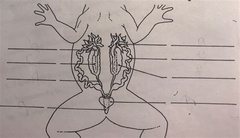 Frog Reproductive Male Diagram Quizlet Frog Reproductive Male Diagram Quizlet