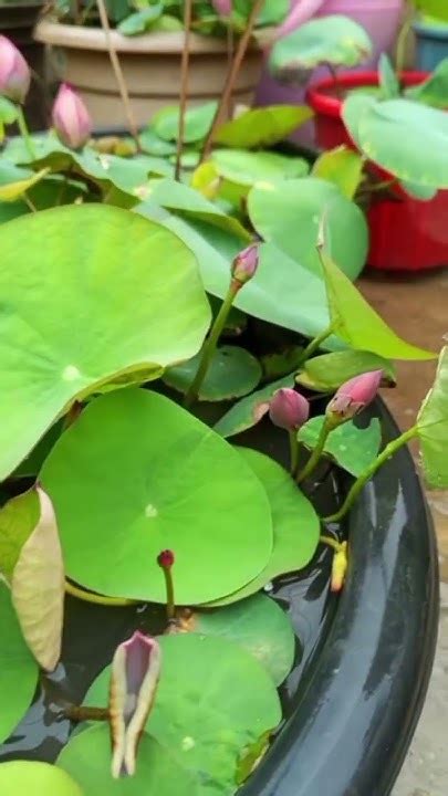 জল পদ্ম গাছে খাবার দেবার পর কুঁড়ি তে ভরে উঠেছে।। ছাদ বাগানের জল পদ্ম ফুল।। Lotus Youtube