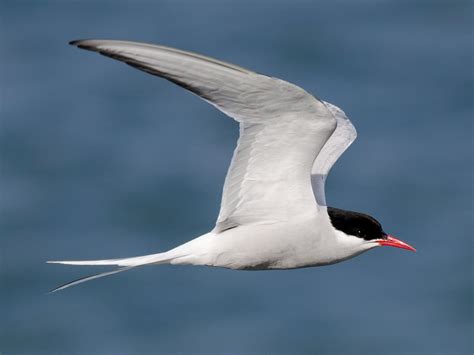 Arctic Tern Ebird