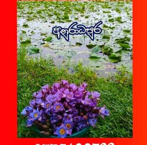නිල් මානෙල් මල් හා පැල