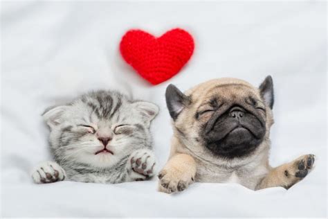 住民税非課税世帯が知っておきたい優遇措置5選！ 住民税非課税世帯の要件も確認！ 4ページ目 Limo くらしとお金の経済メディア