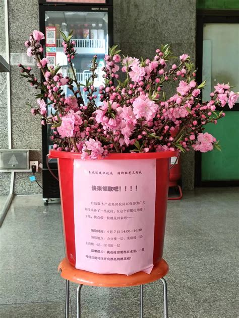 桃花一苑芳，送君一枝春——记后勤集团校园环保部送桃花枝活动 中央财经大学后勤服务产业集团
