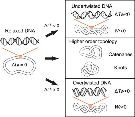 Topoisomerase Definition Structure Types Functions Mechanism