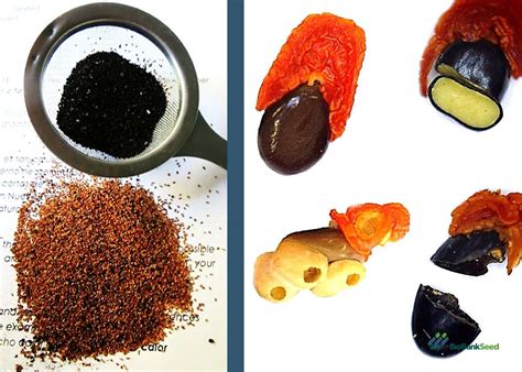 Native Seed Testing BioBank Seed