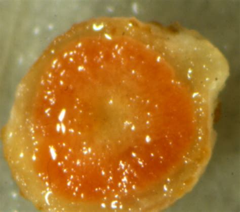 Welcome To Bradybase Bradybase