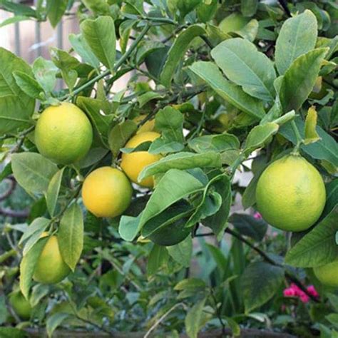 Nimboo Lemon Tree Seedless Plant Forestra
