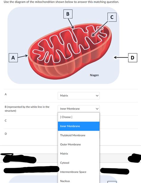 Mitochondria Diagram Without Labels