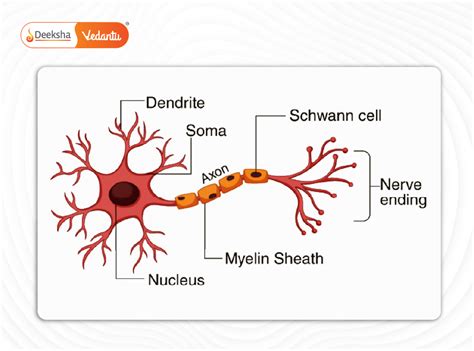 Nerve Cell Diagram Labeled Neuron Labeling Diagram Quizlet