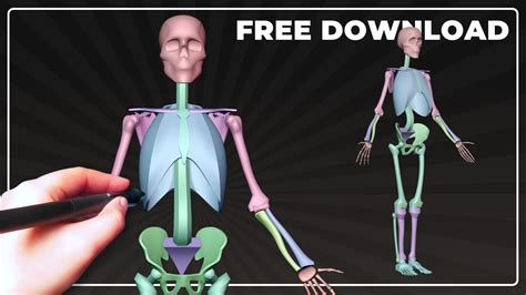 Modeling A Simplified Human Skeleton Blender 3d Youtube