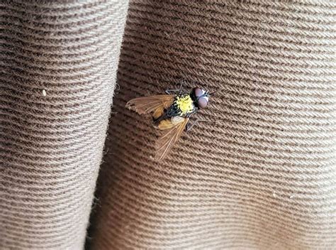Musca Ausemade