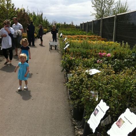 Stream Cotoneaster Hedges By Lets Talk Gardening Tips Listen Online