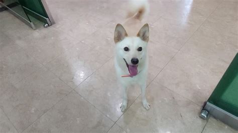 일주일 만에 자유를 맛보자 기쁨의 춤을 추는 공장 진돗개 Youtube