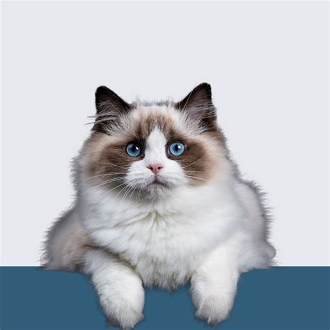 American Association Of Feline Practitioners Everycat Health Foundation 2022 Fip Diagnosis