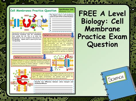 Free A Level Biology Cell Membranes Practice Exam Question Teaching
