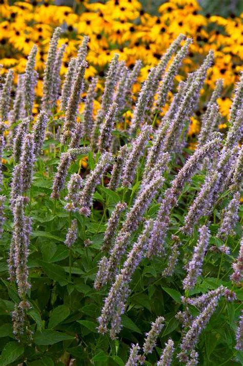 Agastache Blue Fortune Kiefer Nursery Trees Shrubs Perennials