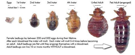 Actual Bed Bug Size
