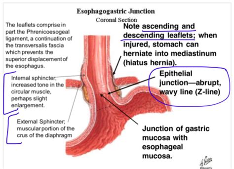 Esophagus Gross Anatomy