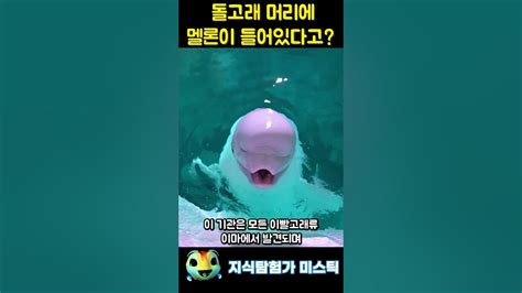벨루가 돌고래 머리가 말랑말랑한 이유 Youtube