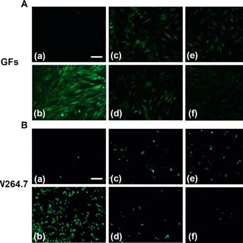 Scavenging Efficiencies Of NPs For ROS Levels Of ROS In HGFs A And Download Scientific