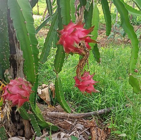 ចំប៉ា បាយមាន់ Phnom Penh