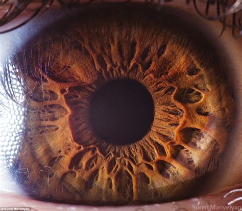 The Eyes Have It The Iris Pictured In Remarkable Detail By Incredible