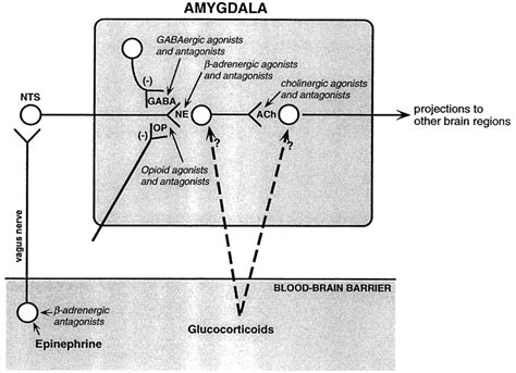 Schematic Summarizing The Interactions Of Neuromodulatory Systems Download Scientific Diagram