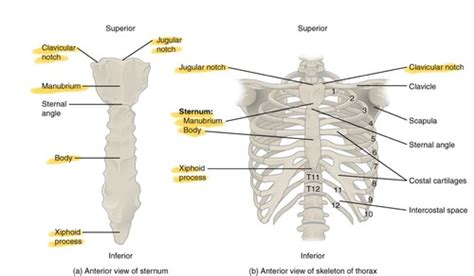 Biol 119 Lab 4 Thoracic Cage Flashcards Quizlet