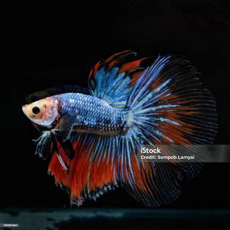 멋진 샴 파이팅 피쉬 또는 하프문은 외국인에게 인기있는 아름다운 물고기입니다 때문에 태국의 상단에 수출되는 아름다운 물고기 인상하기 쉬운 아름다운 색상으로 인해 0명에 대한