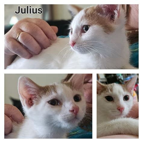 Julius Ks Kitten Rescue